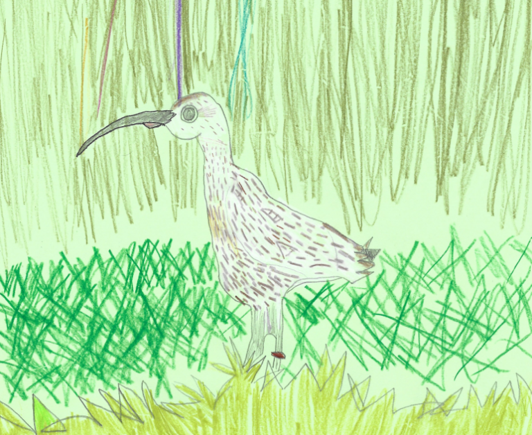 Draw a Curlew Competition - ECHOES Project