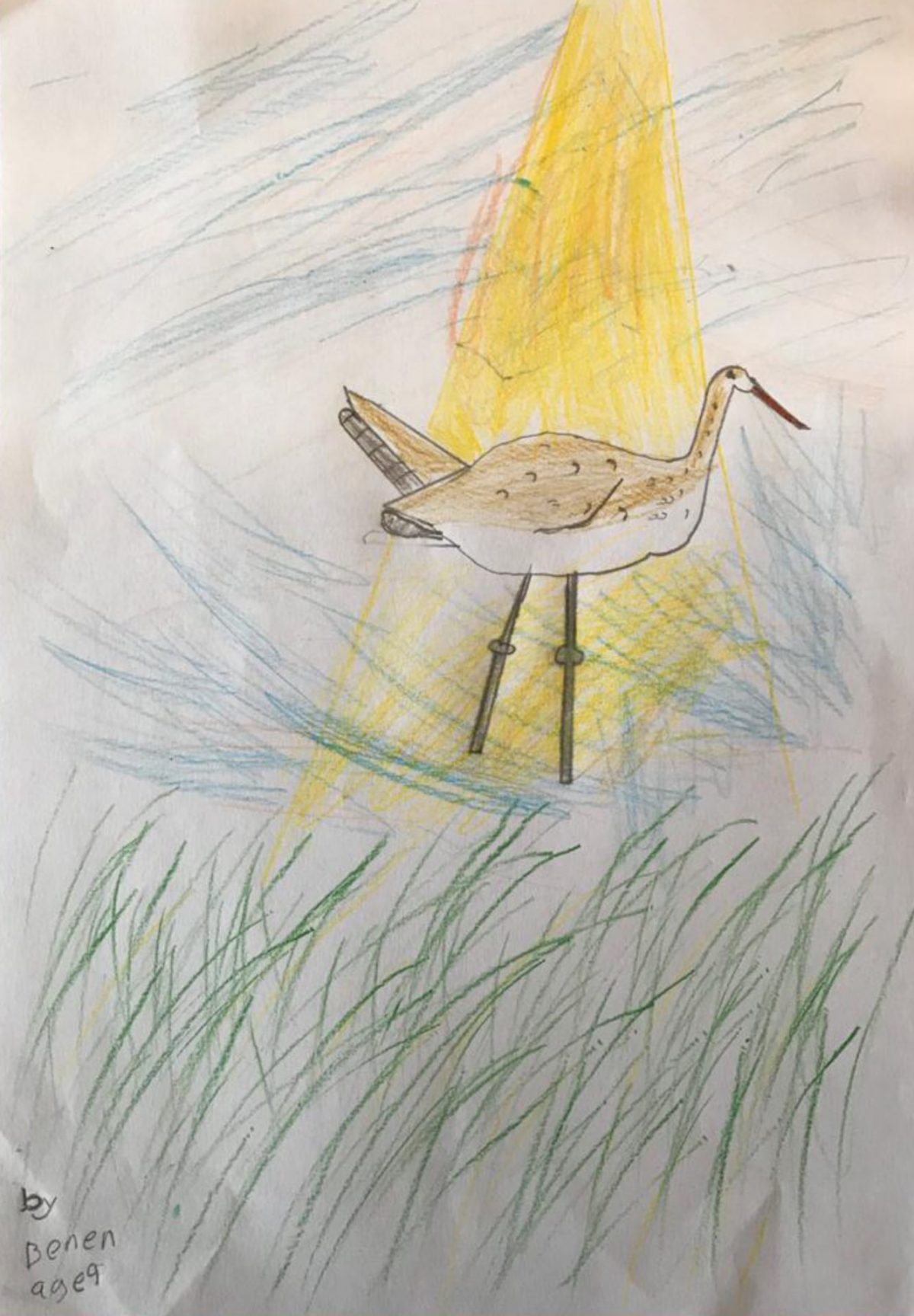 Draw a Curlew Competition: Entries 2021 - ECHOES Project